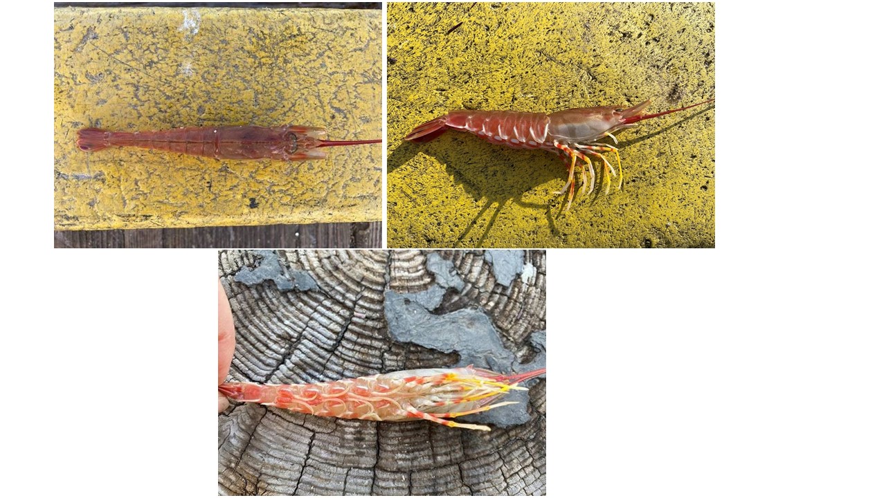 CA Marine Species Portal