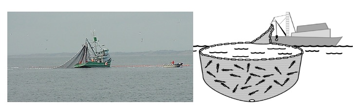 CA Marine Species Portal