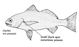 CA Marine Species Portal