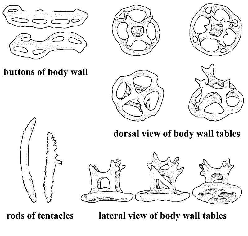 CA Marine Species Portal