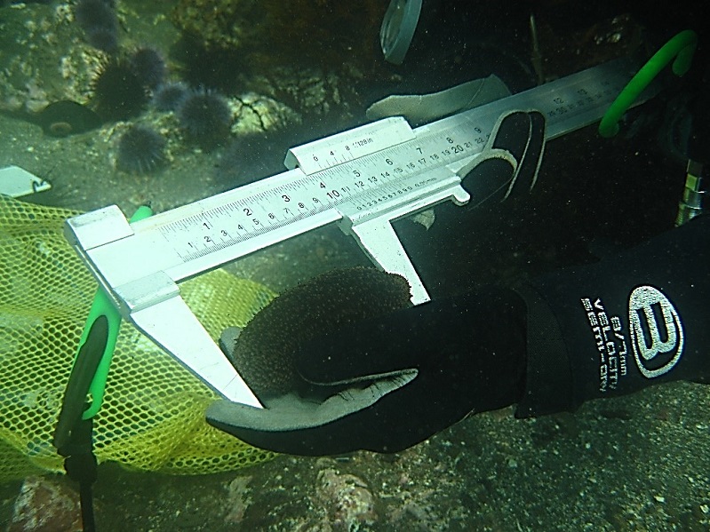 CA Marine Species Portal