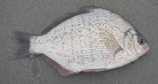 CA Marine Species Portal