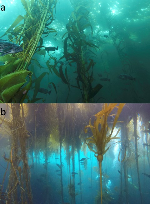 CA Marine Species Portal