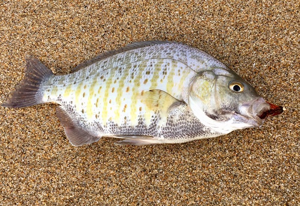 CA Marine Species Portal