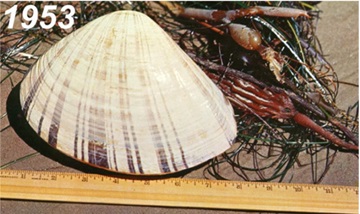 CA Marine Species Portal