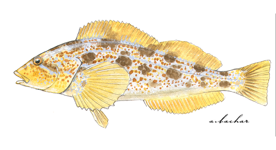 CA Marine Species Portal