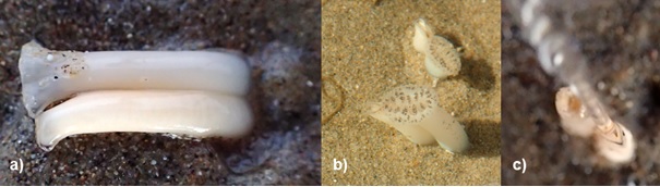 CA Marine Species Portal