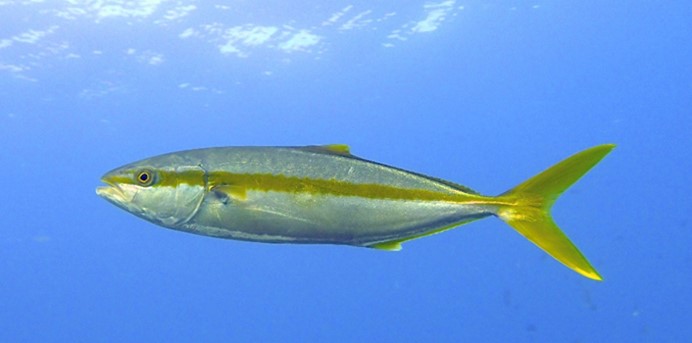 CA Marine Species Portal