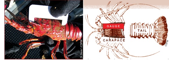 CA Marine Species Portal