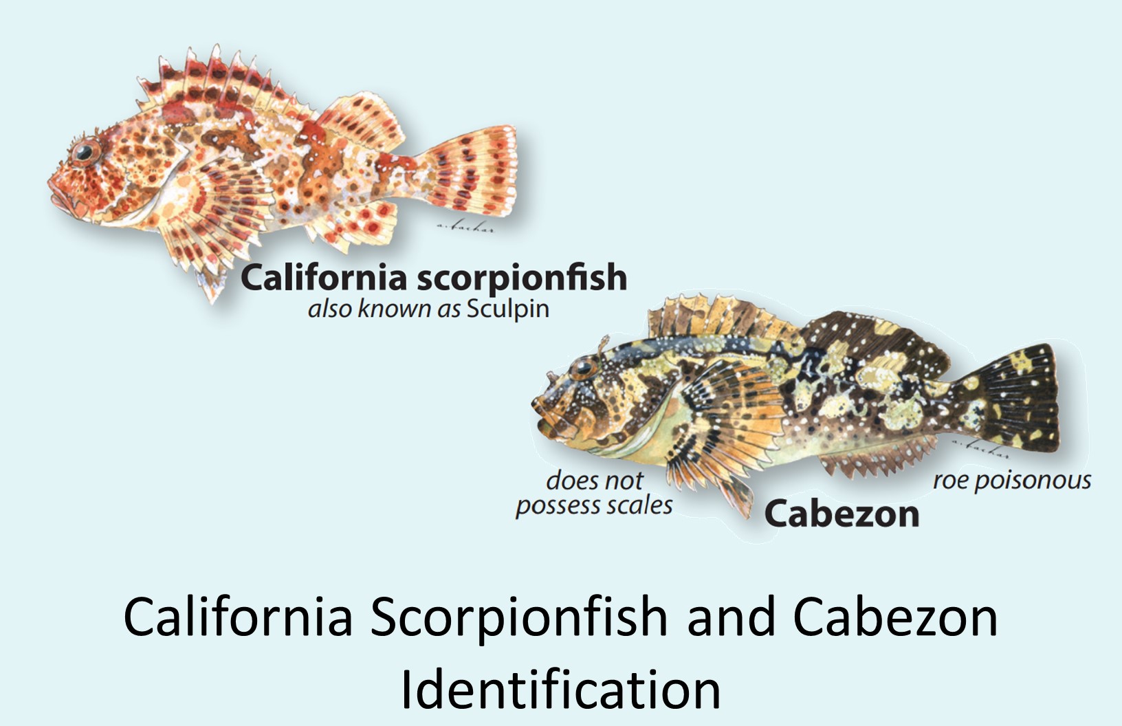 CA Marine Species Portal