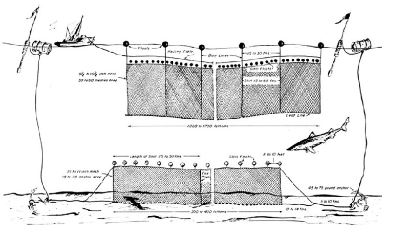 CA Marine Species Portal