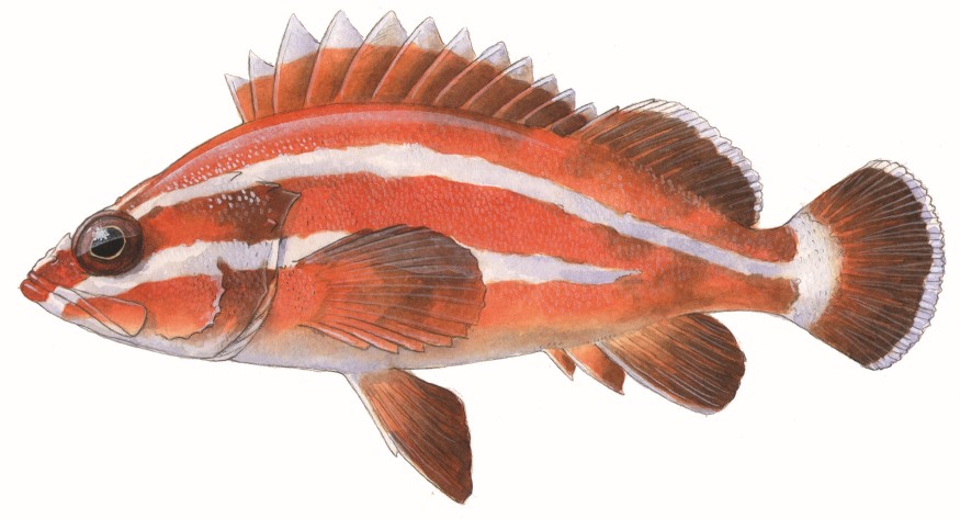 CA Marine Species Portal