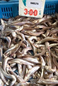 CA Marine Species Portal