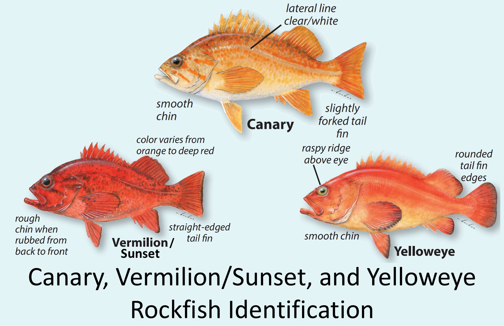 CA Marine Species Portal