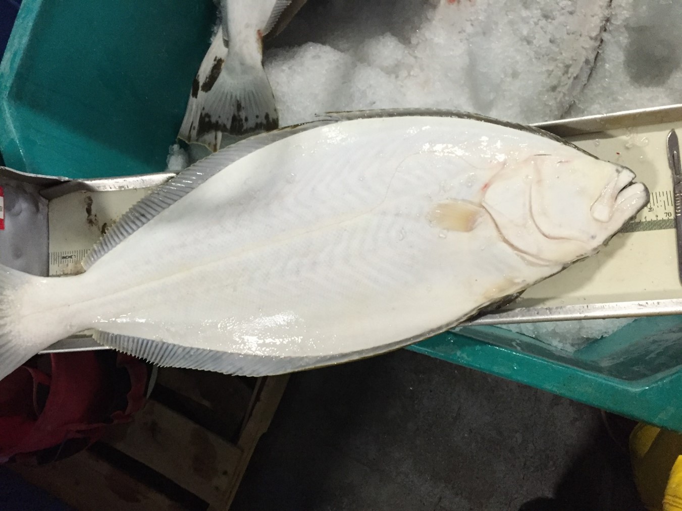 CA Marine Species Portal