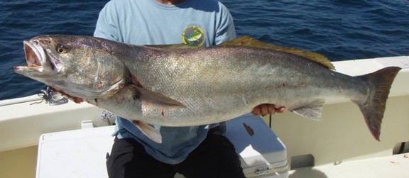 CA Marine Species Portal