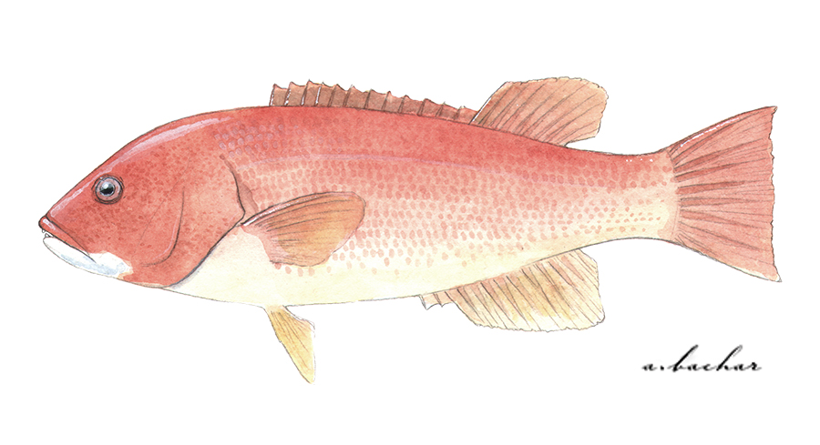 CA Marine Species Portal