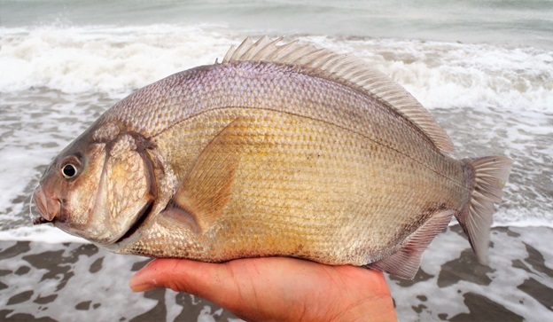 CA Marine Species Portal