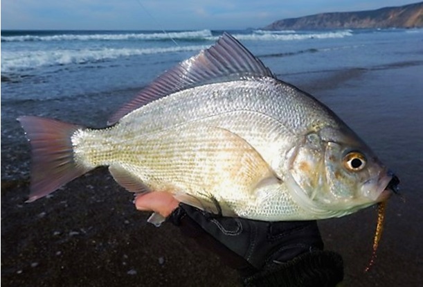 CA Marine Species Portal