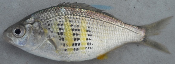 CA Marine Species Portal