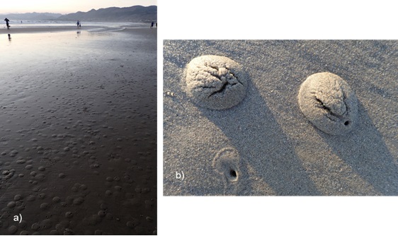 CA Marine Species Portal