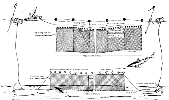 CA Marine Species Portal