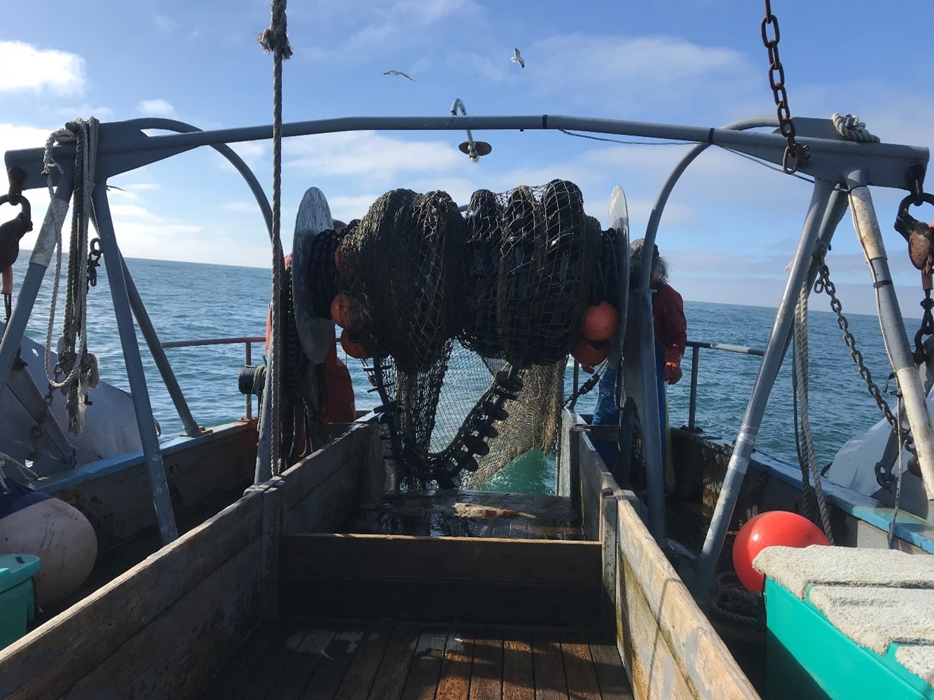 CA Marine Species Portal