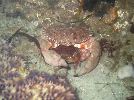 CA Marine Species Portal