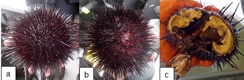 CA Marine Species Portal