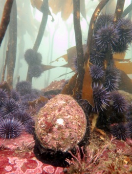 CA Marine Species Portal
