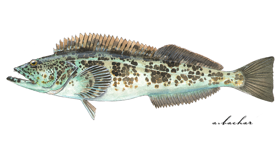 CA Marine Species Portal