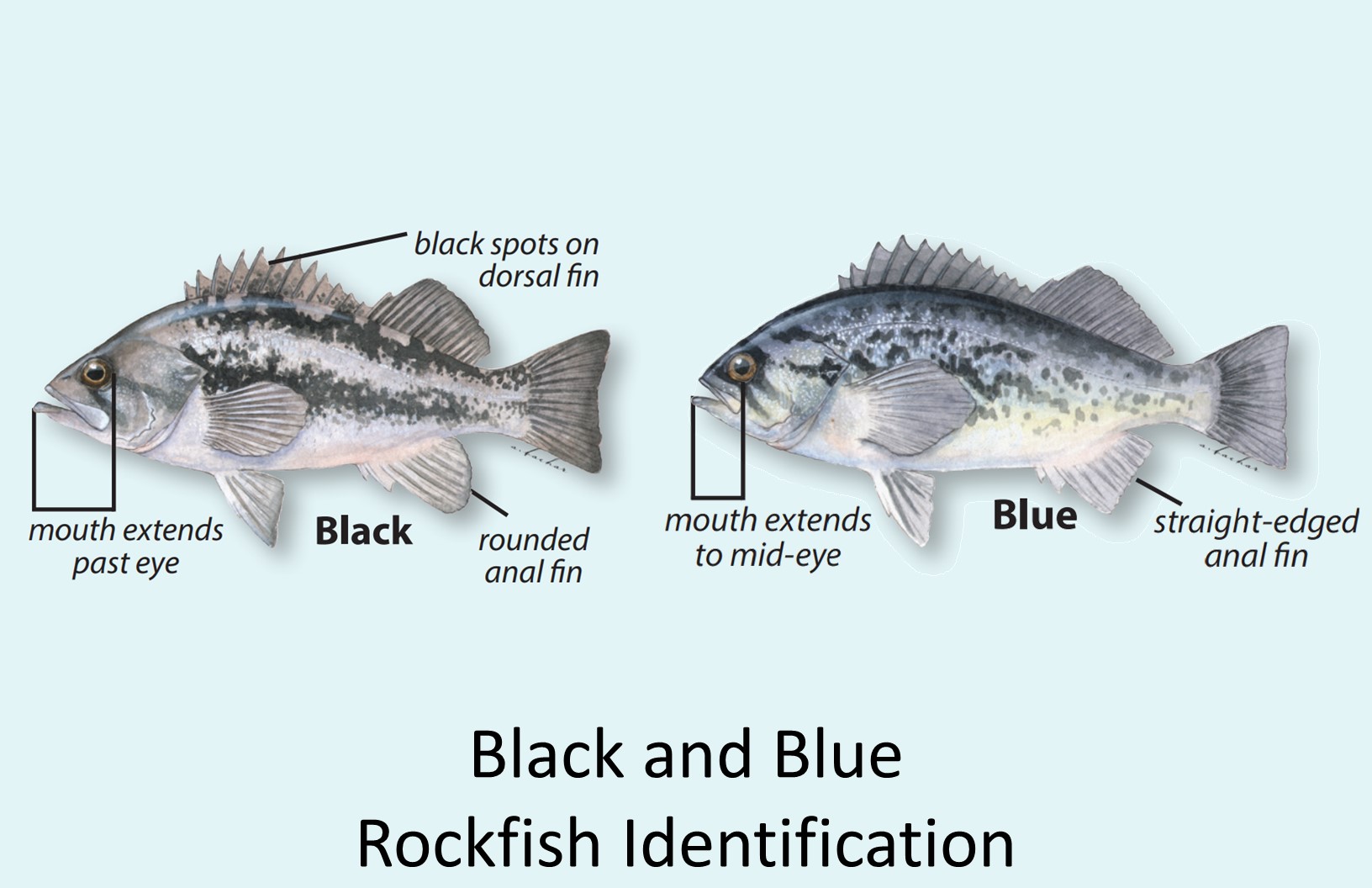 CA Marine Species Portal