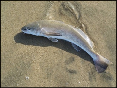 CA Marine Species Portal