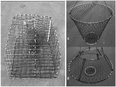 CA Marine Species Portal