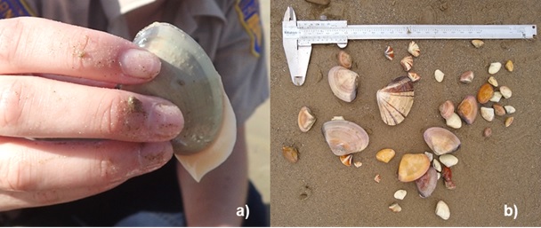 CA Marine Species Portal