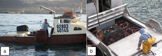 CA Marine Species Portal