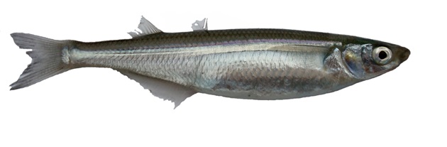 CA Marine Species Portal