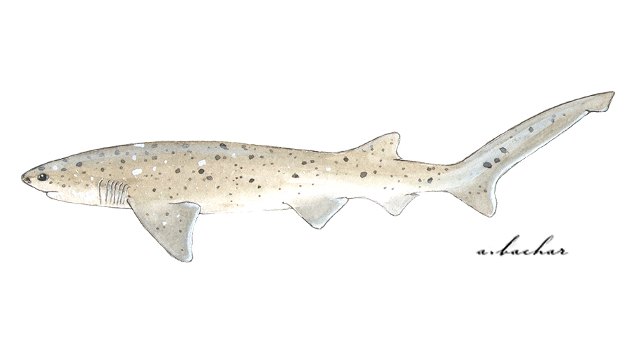 CA Marine Species Portal