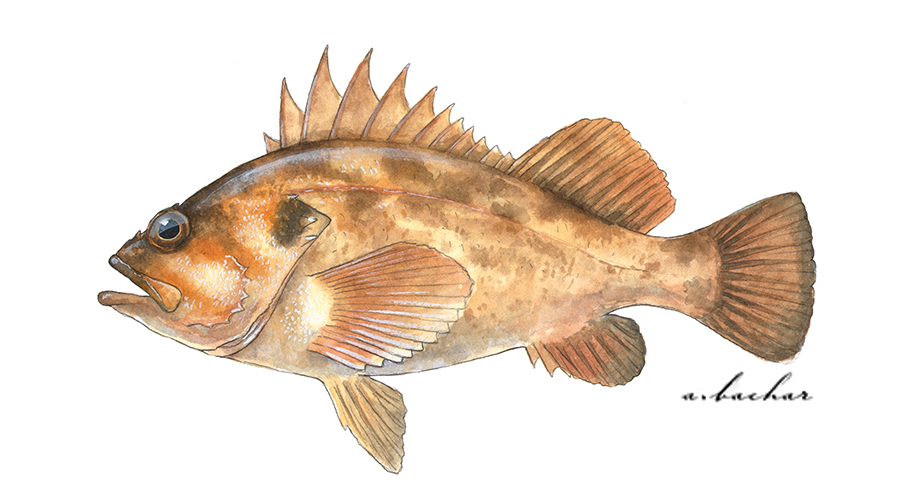 CA Marine Species Portal