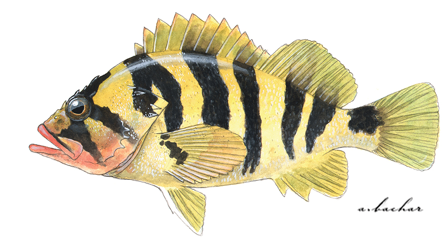 CA Marine Species Portal