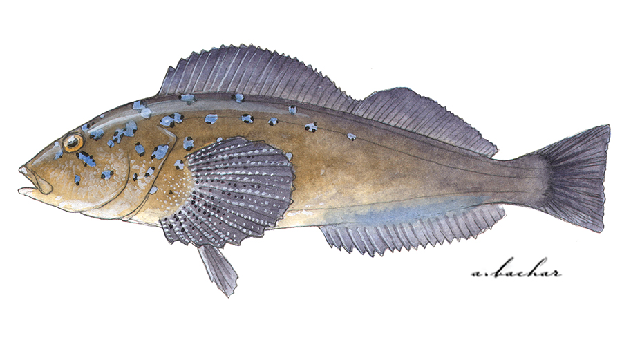 CA Marine Species Portal