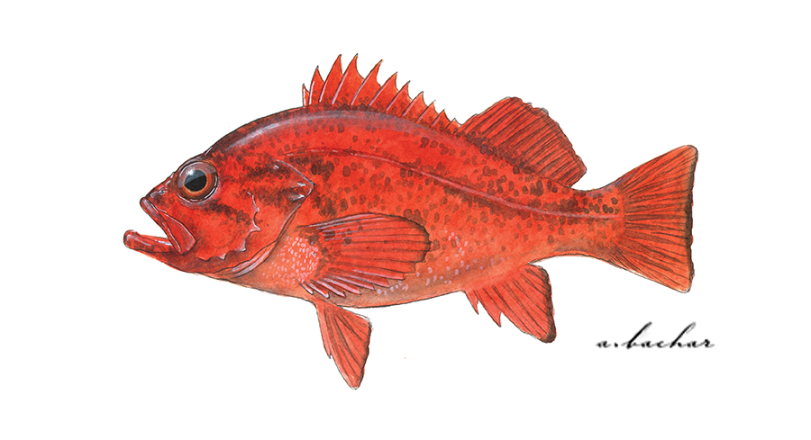 CA Marine Species Portal