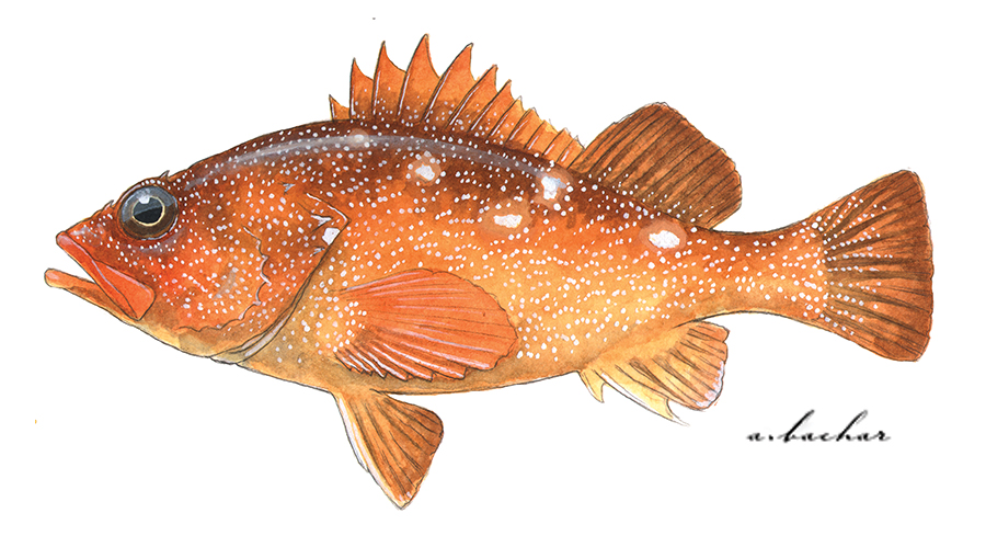 CA Marine Species Portal