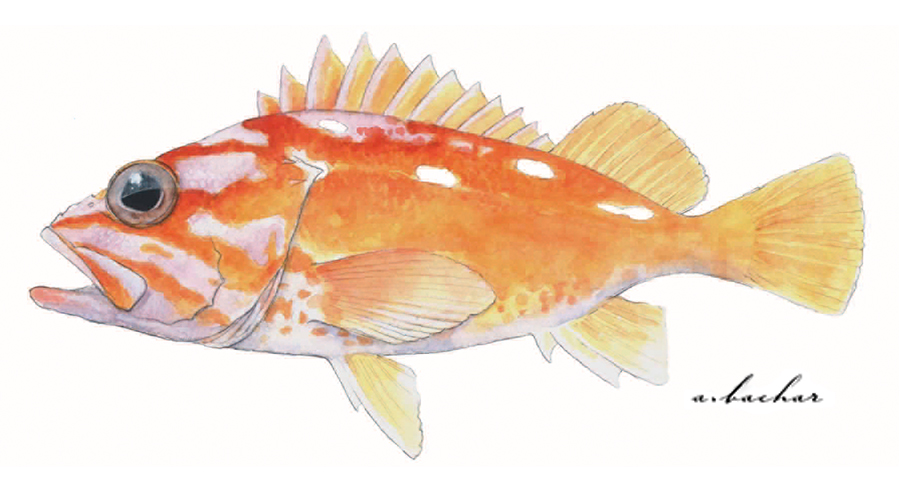 CA Marine Species Portal