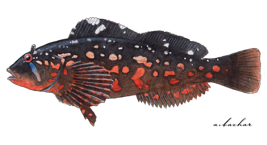 CA Marine Species Portal