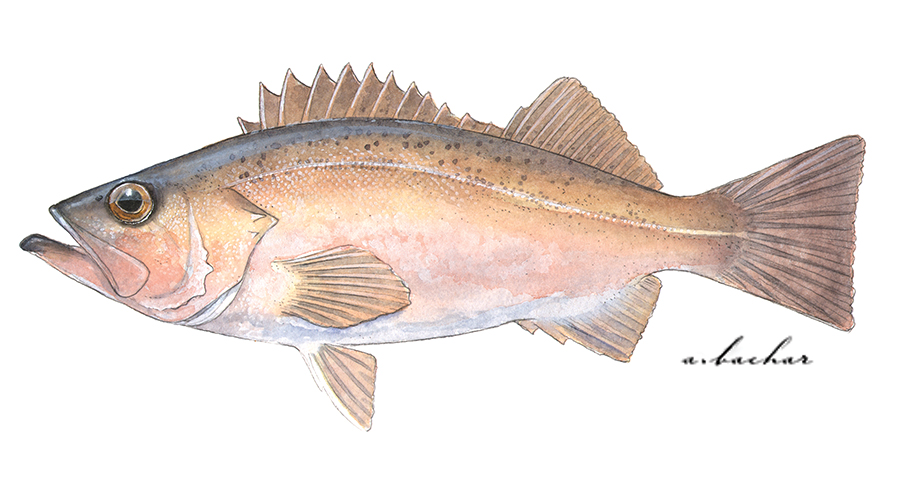 CA Marine Species Portal