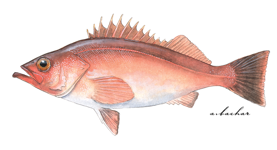 CA Marine Species Portal