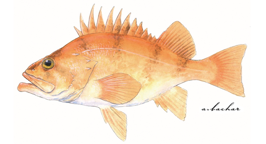 CA Marine Species Portal