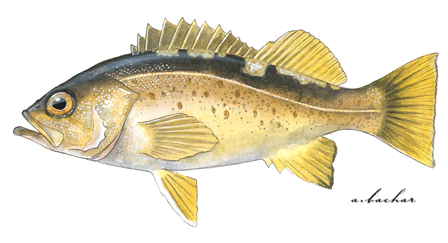 Yellowtail Marine Logo Yellow Tail Kingfish | Australian Marine Parks