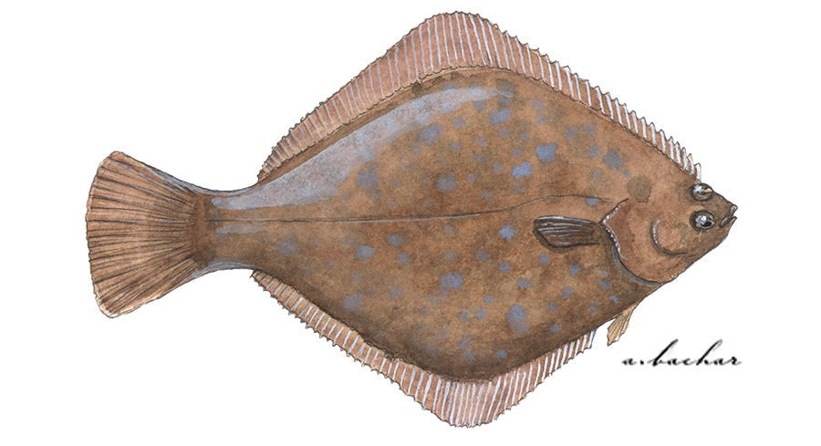 CA Marine Species Portal